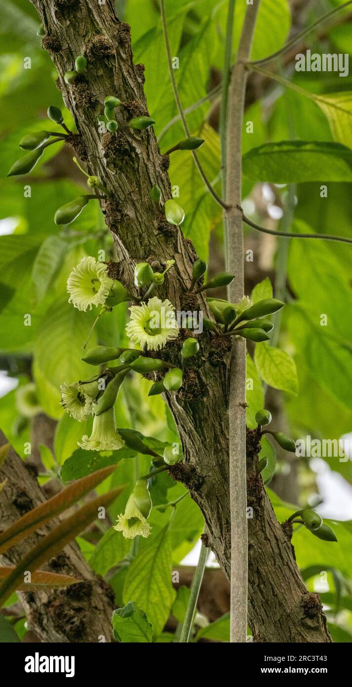 Amphitecna macrophylla hi-res stock photography and images - Alamy