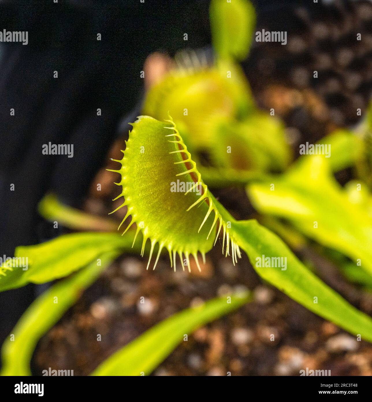 Venus flytrap, Dionaea muscipula Botanical garden KIT Karlsruhe, Baden Wuerttemberg, Germany ...