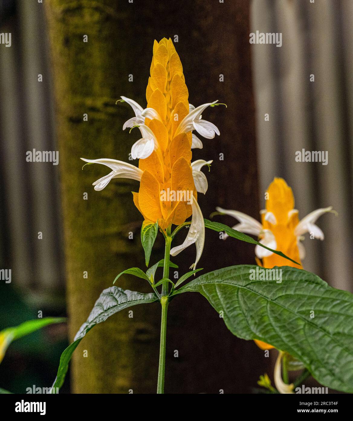 Golden shrimp plant (Pachystachys lutea). Called Lollipop plant also ...