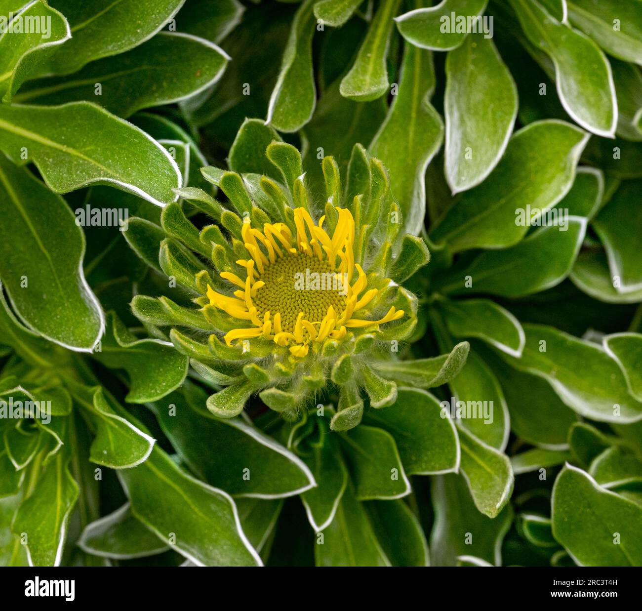 Canary Island Daisy (Asteriscus sericeus), native to the Canary Islands ...