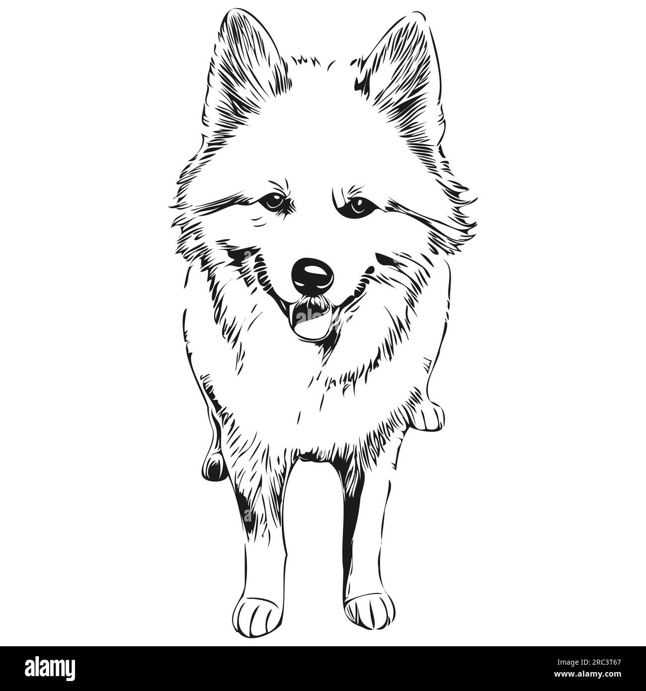 American eskimo portrait Stock Vector Images - Alamy