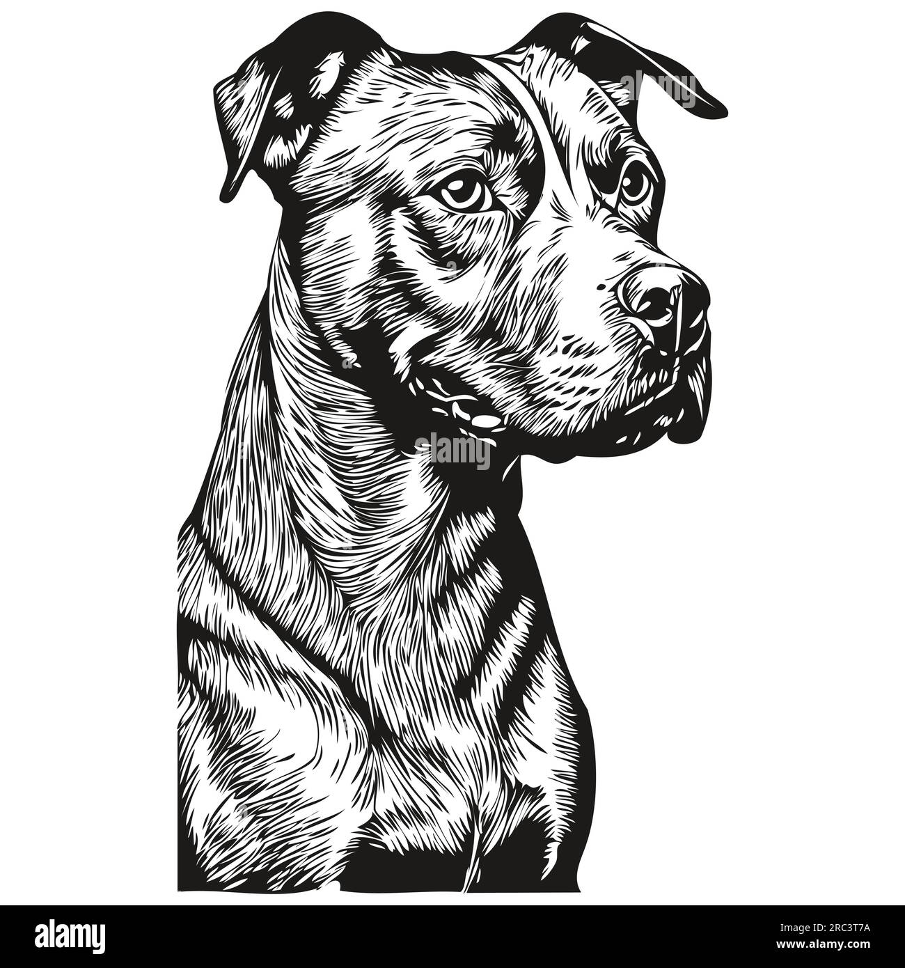 American staffordshire Stock Vector Images - Alamy