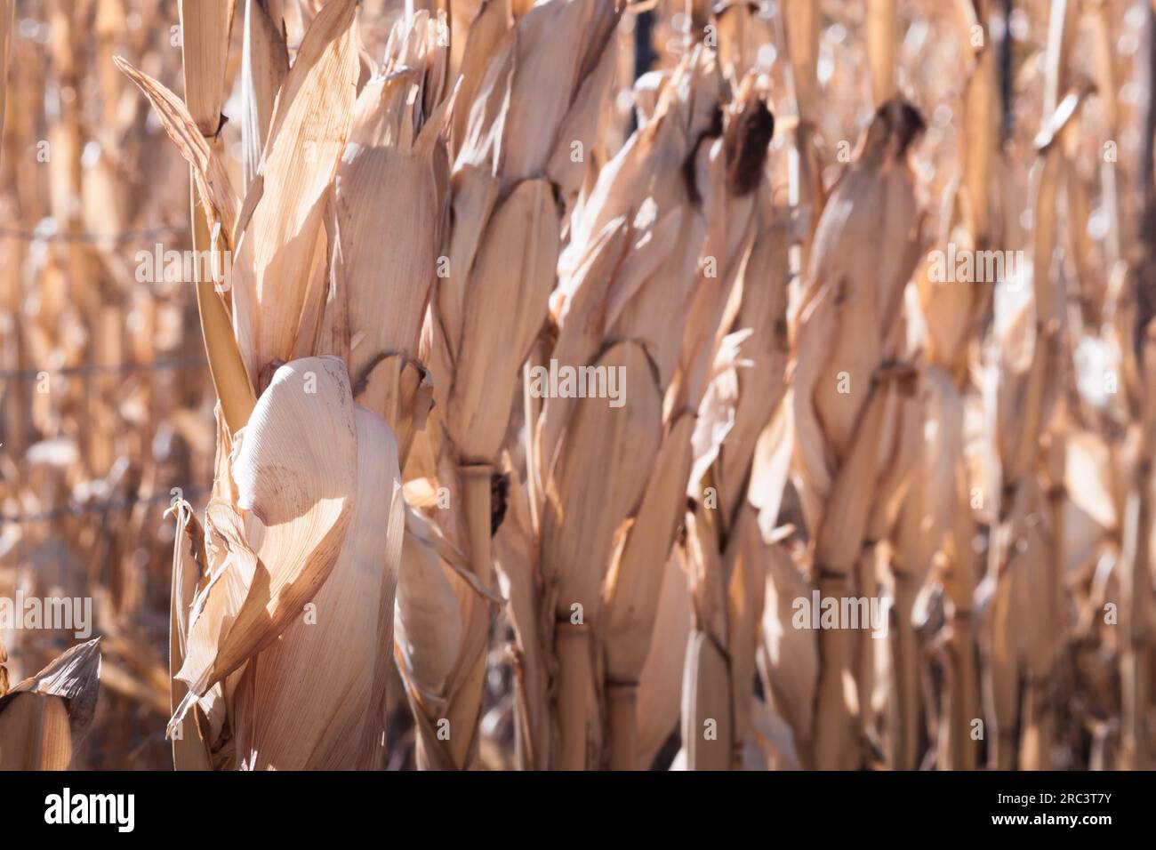 Farm Field of Corn in Fall Stock Photo - Alamy