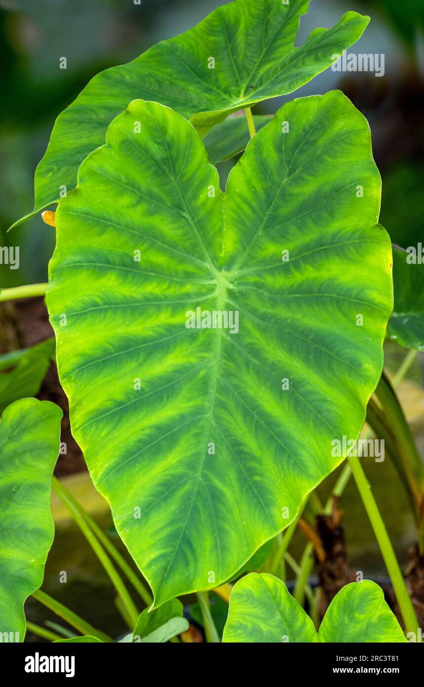 Taro, coco yam, or Eddoe (Colocasia esculenta) leaves Stock Photo - Alamy