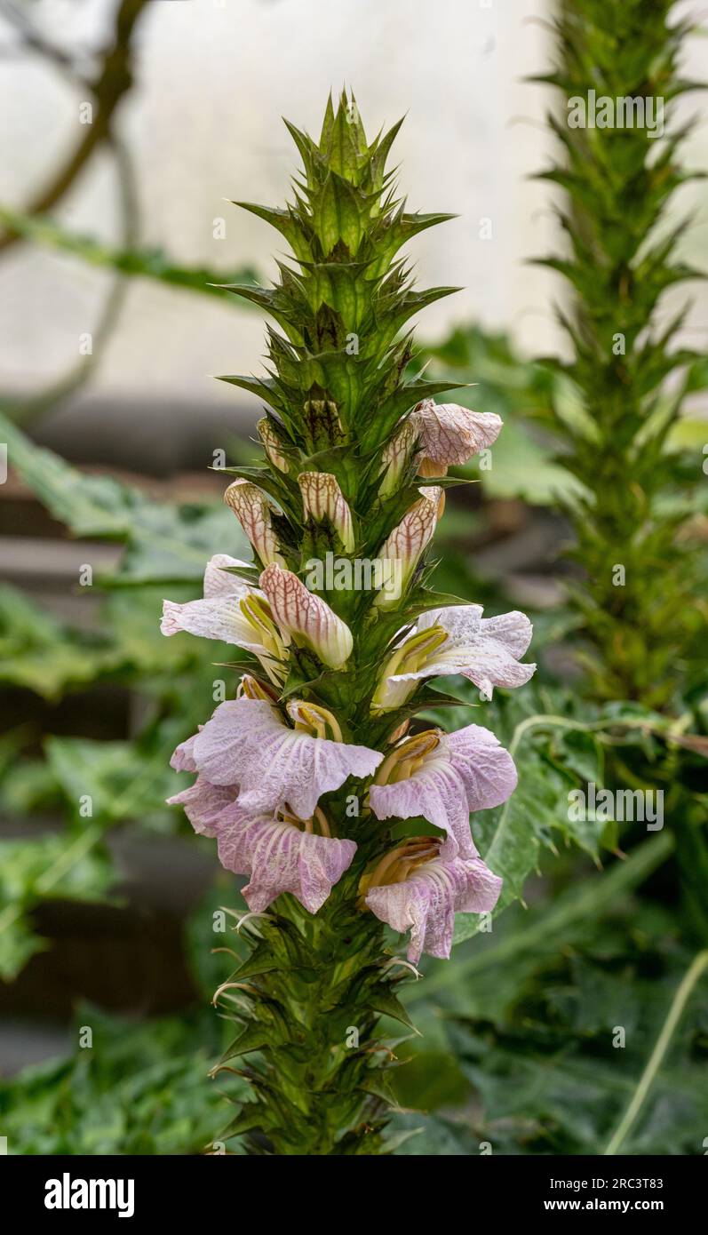Familia acanthaceae hi-res stock photography and images - Alamy