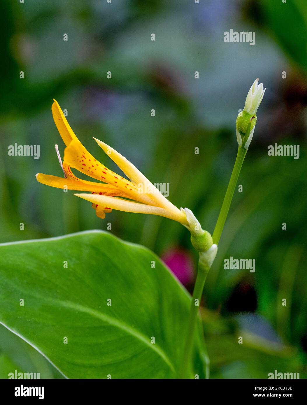 The flower of Canna indica (Cannaceae). It is native to much of South ...