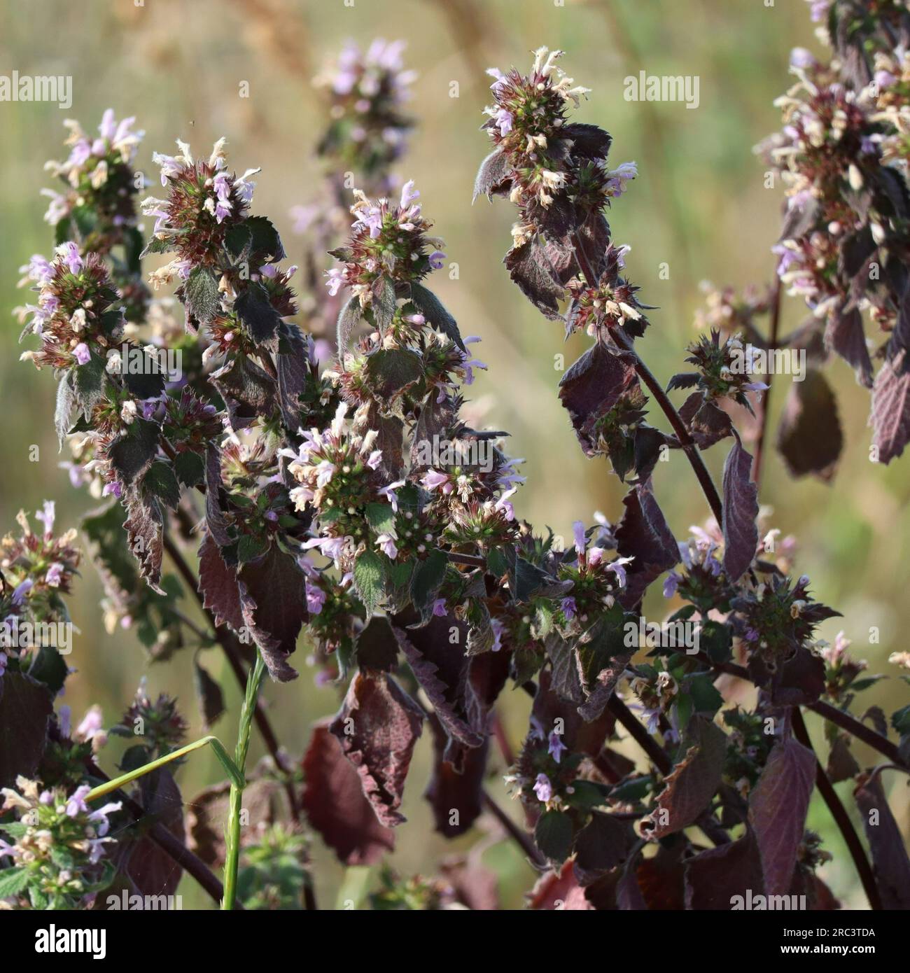 Strong and vigorous plants hi-res stock photography and images - Alamy
