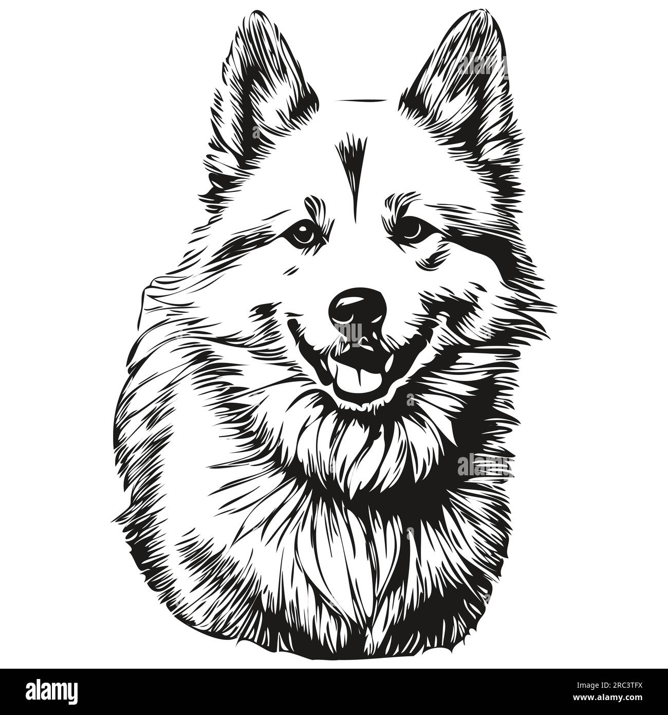American Eskimo dog vector graphics, hand drawn pencil animal line ...