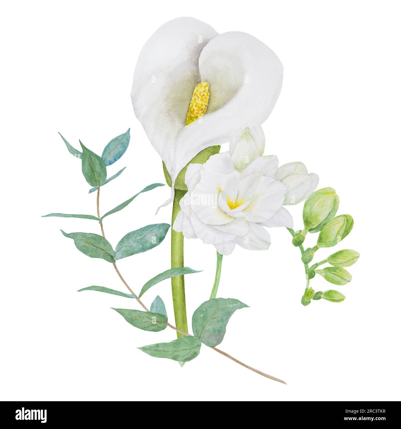 Watercolor clipart of white calla lily, freesia flowers and eucaliptus ...
