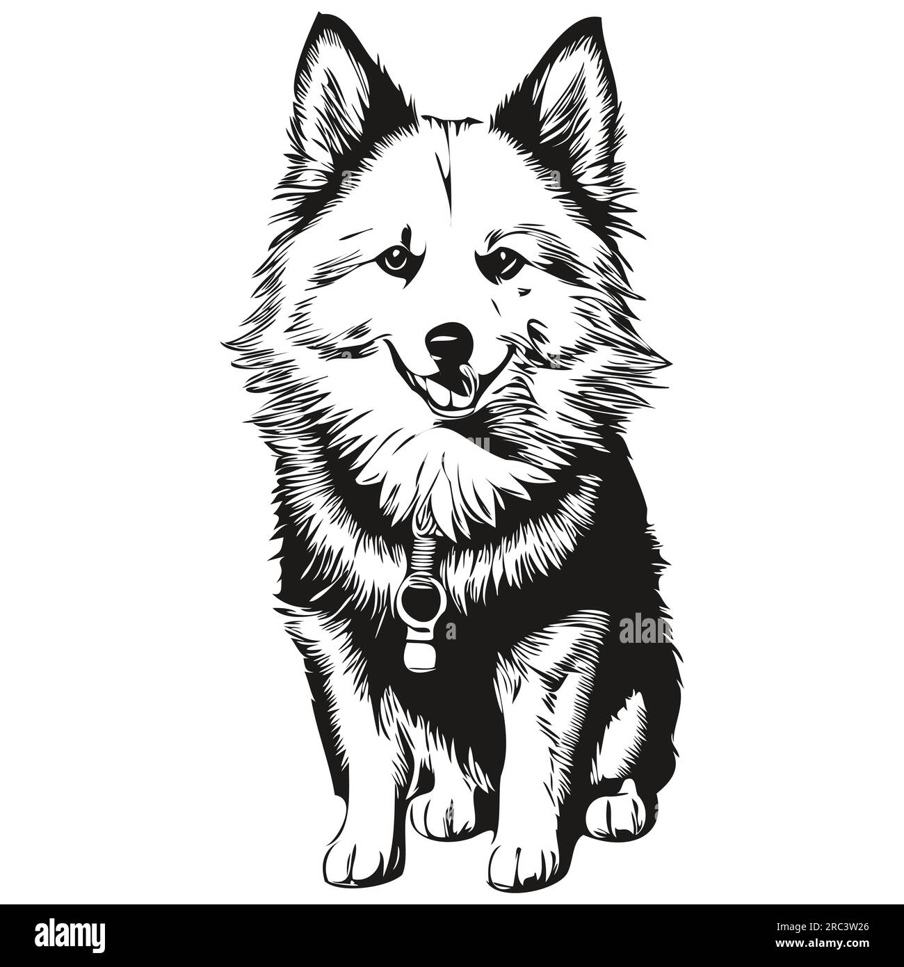 American eskimo dogs Cut Out Stock Images & Pictures - Alamy