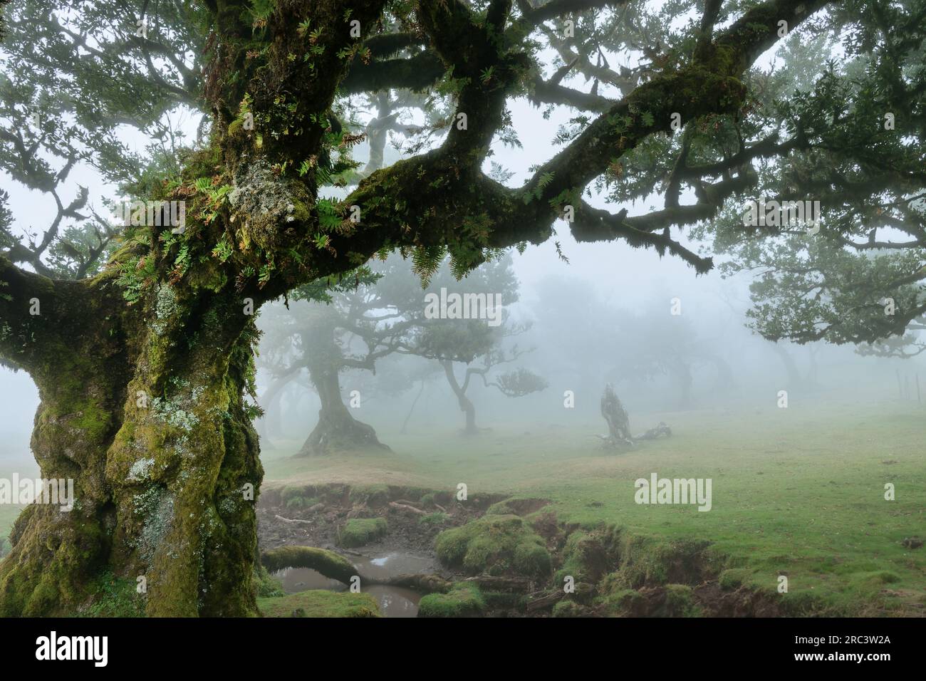 Old laurel trees in the fog in the forest of Fanal Madeira island ...