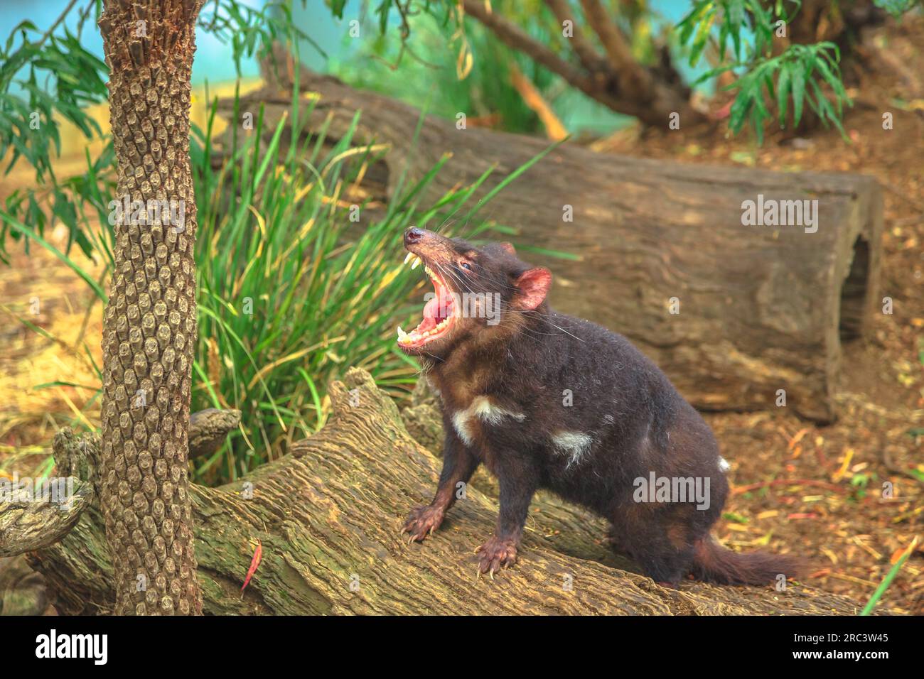 Side view of a Tasmanian devil, Sarcophilus harrisii, with open mouth. Tasmanian icon. Trowunna ...