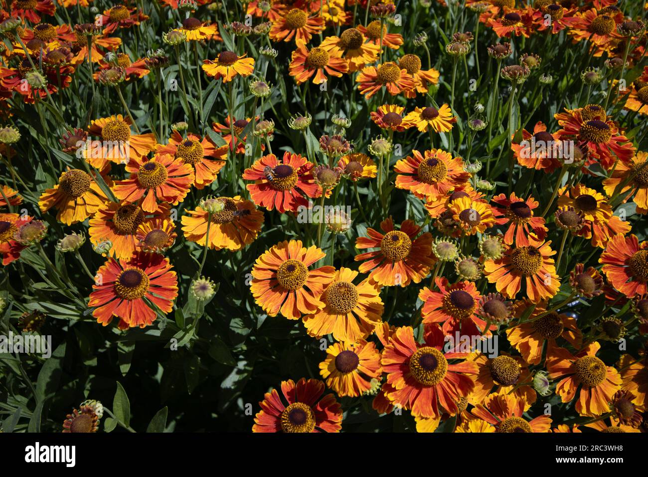 Helenium Waltraut plants, Mixed borders at RHS Wisley gardens, Surrey ...