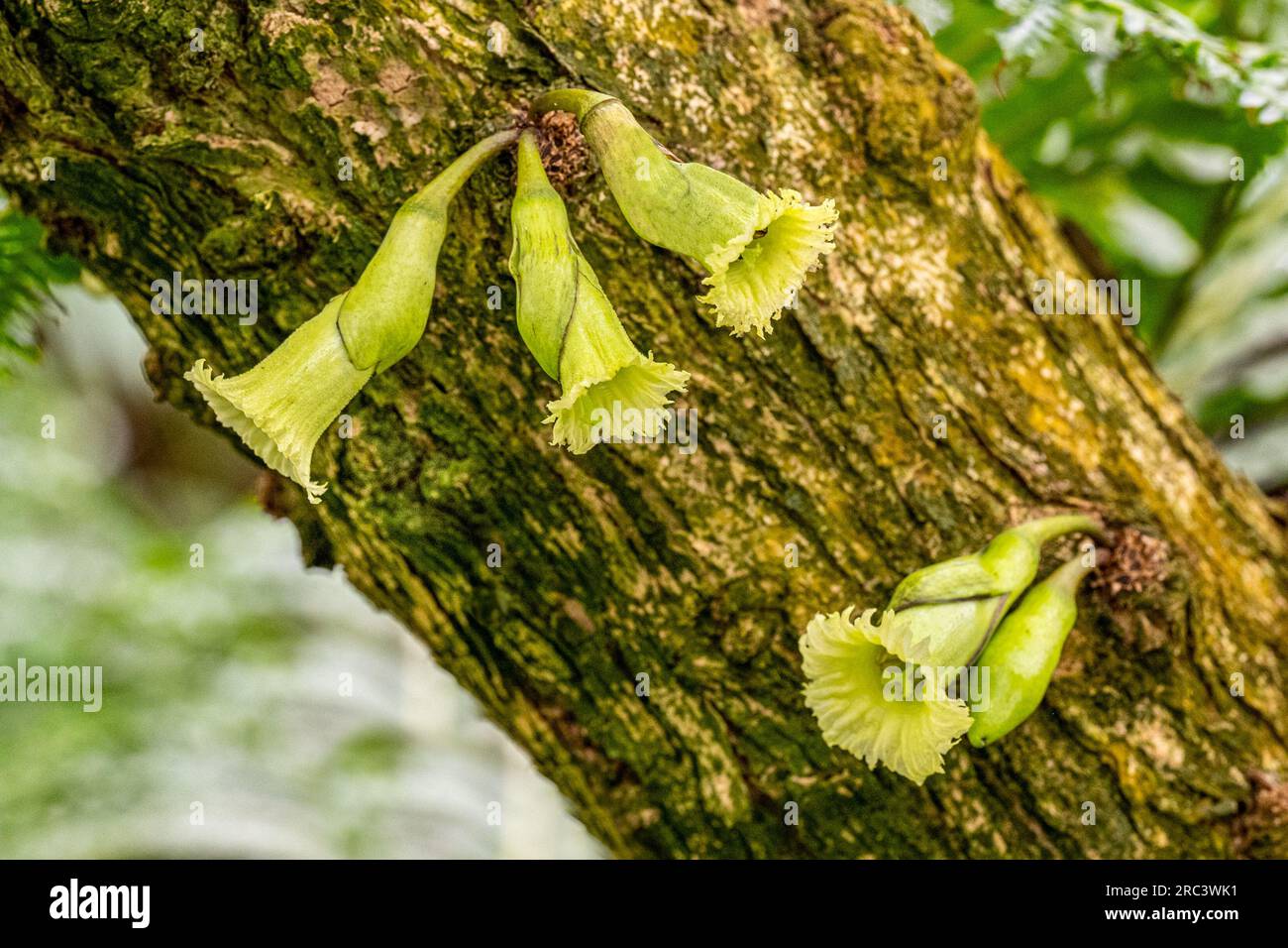 Black chaff hi-res stock photography and images - Alamy