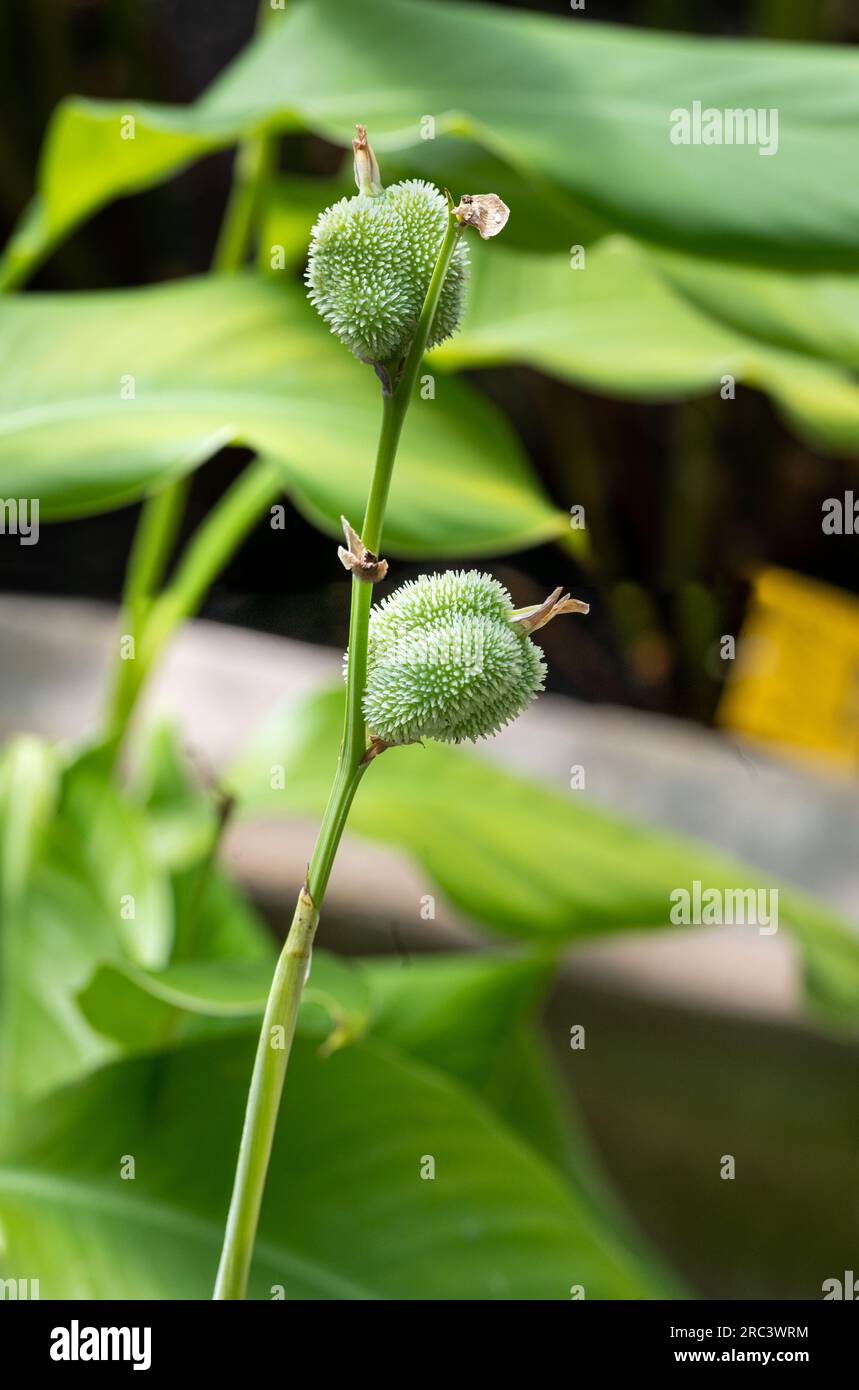 Seeds of canna plant (canna lutea, cannaceae). Botanical garden ...