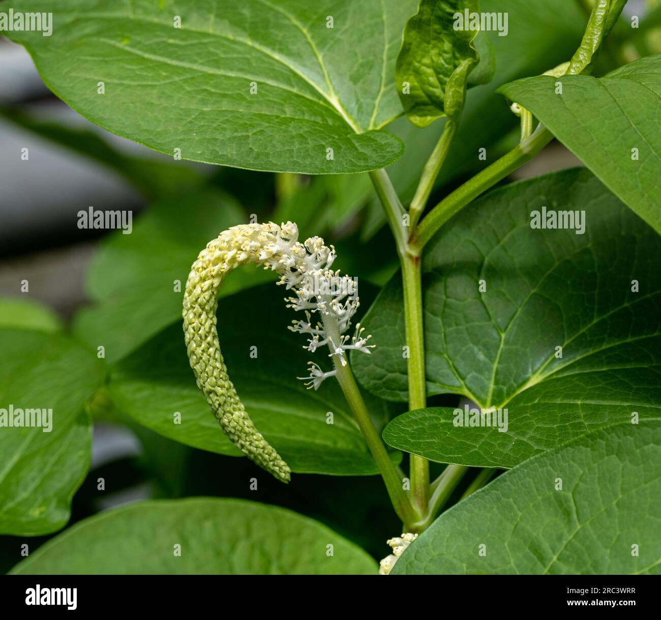 Lizard's-tail Saururus cernuus a common emersed plant. It grows into ...