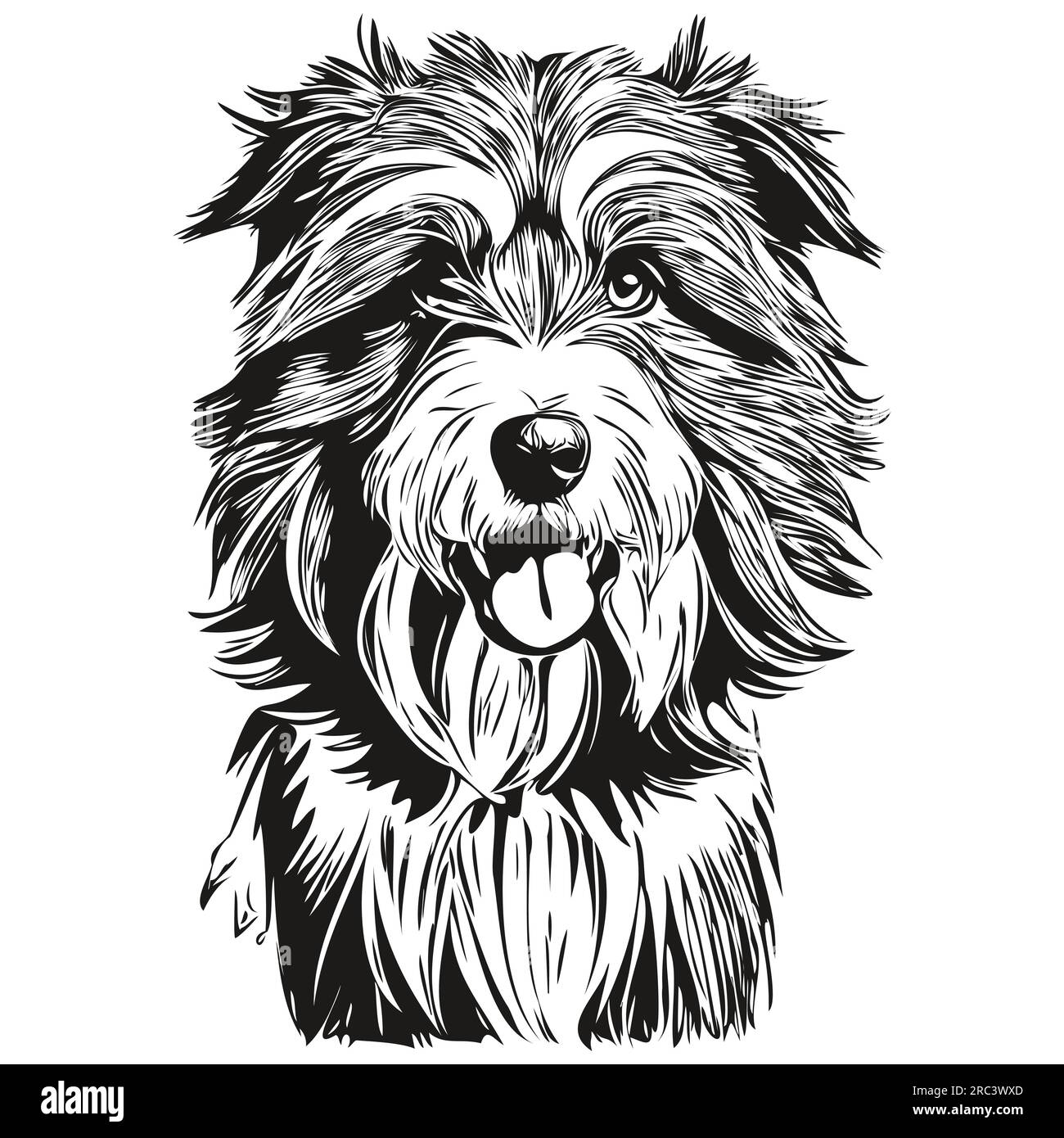 Bearded collie face hi-res stock photography and images - Alamy