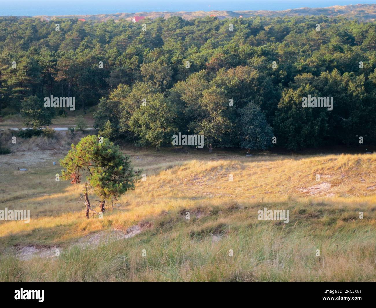 Uitzicht over duinen met naaldbomen; Overview of dunes with conifers ...