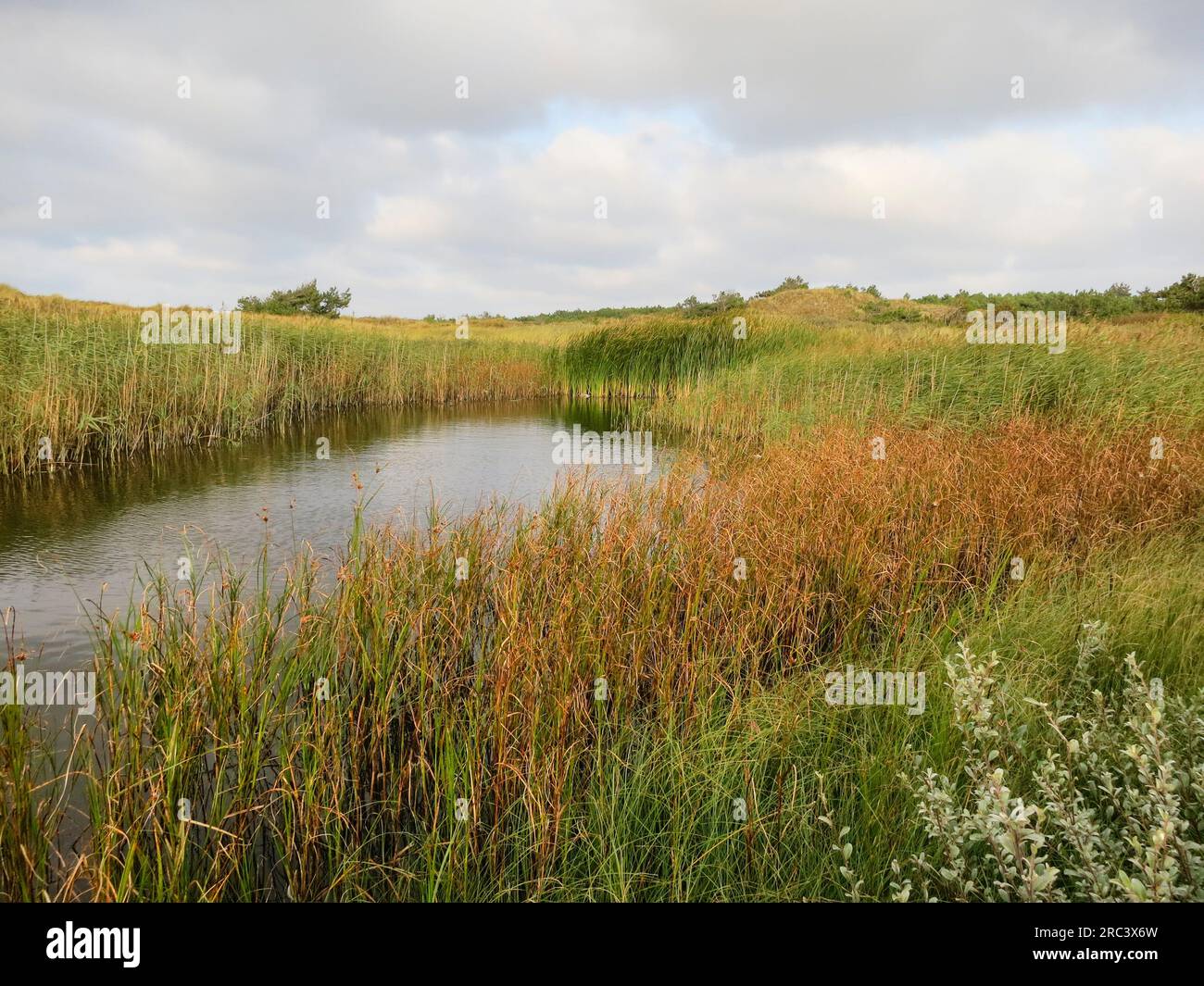 Waterplas in duinen met rietkraag; Lake in dunes with reedbed Stock ...