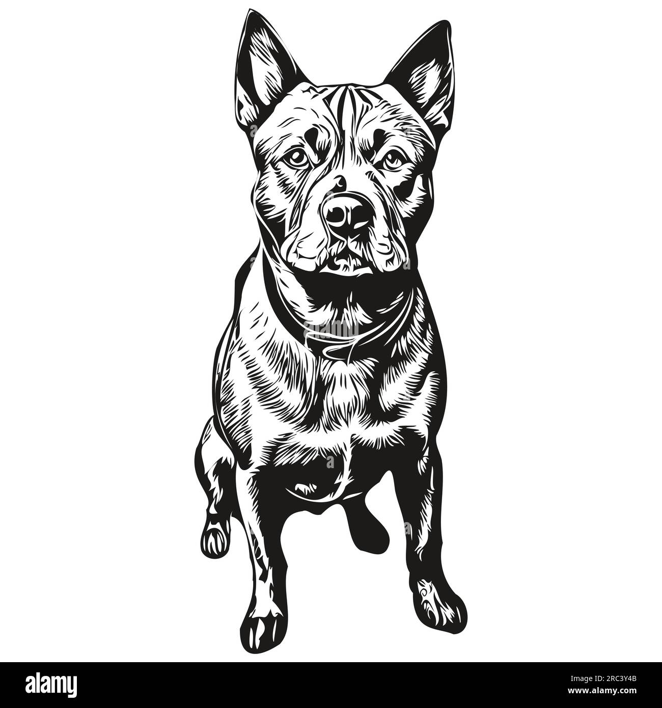 Head staffordshire terrier Stock Vector Images - Alamy