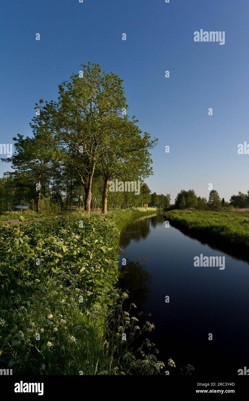 Sloot langs waterkant met bloeiend Fluitenkruid; Ditch along waterside ...