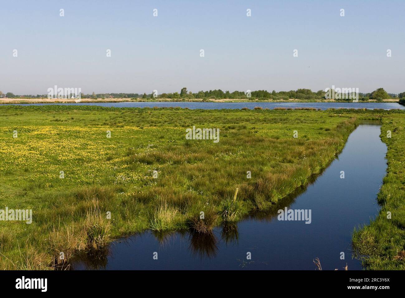 Sloot langs veld met bloeiende Boterbloemen; Ditch along field of ...