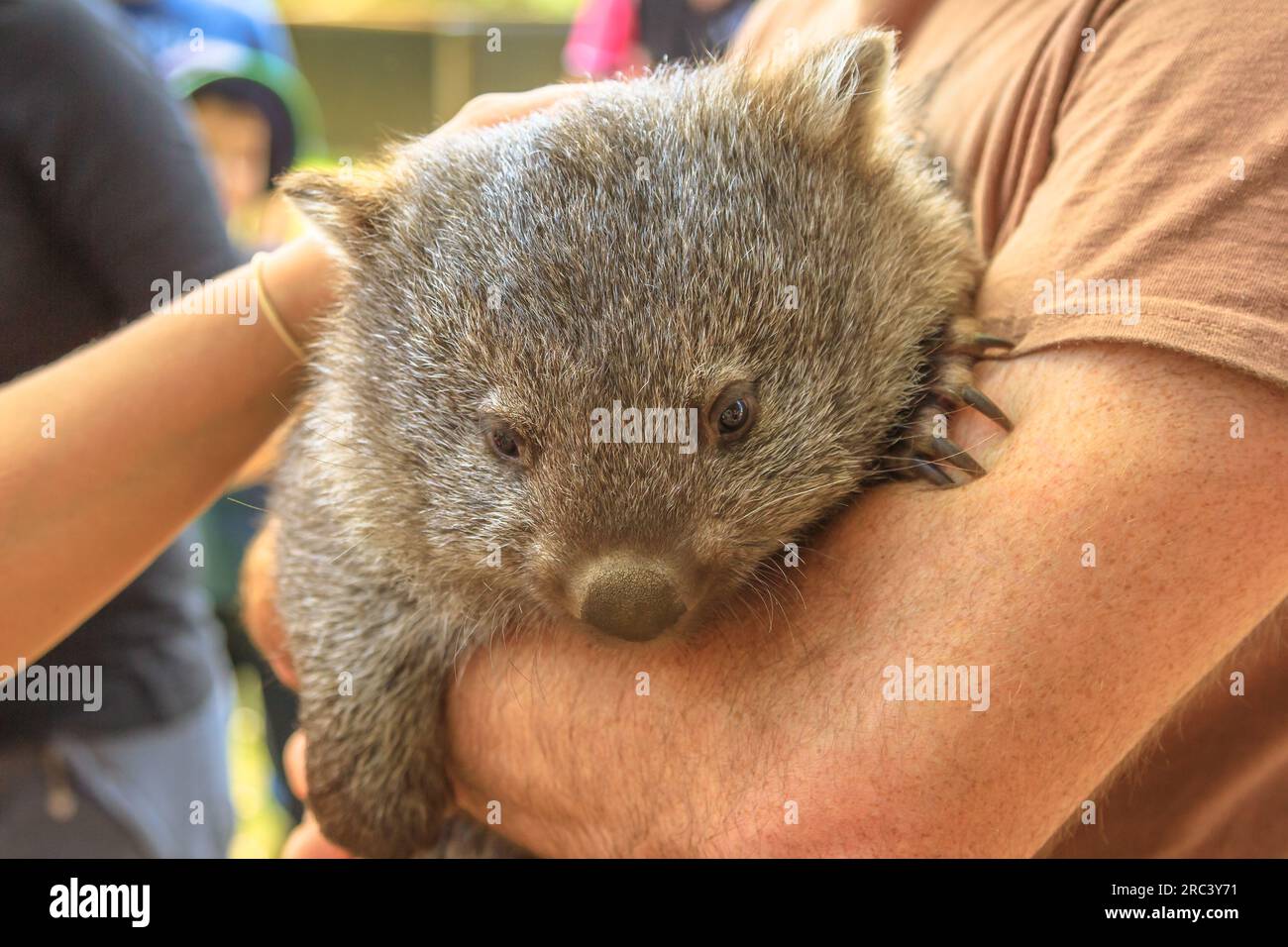 Wombat joey, Vombatus ursinus, in the arms of a ranger who takes care ...