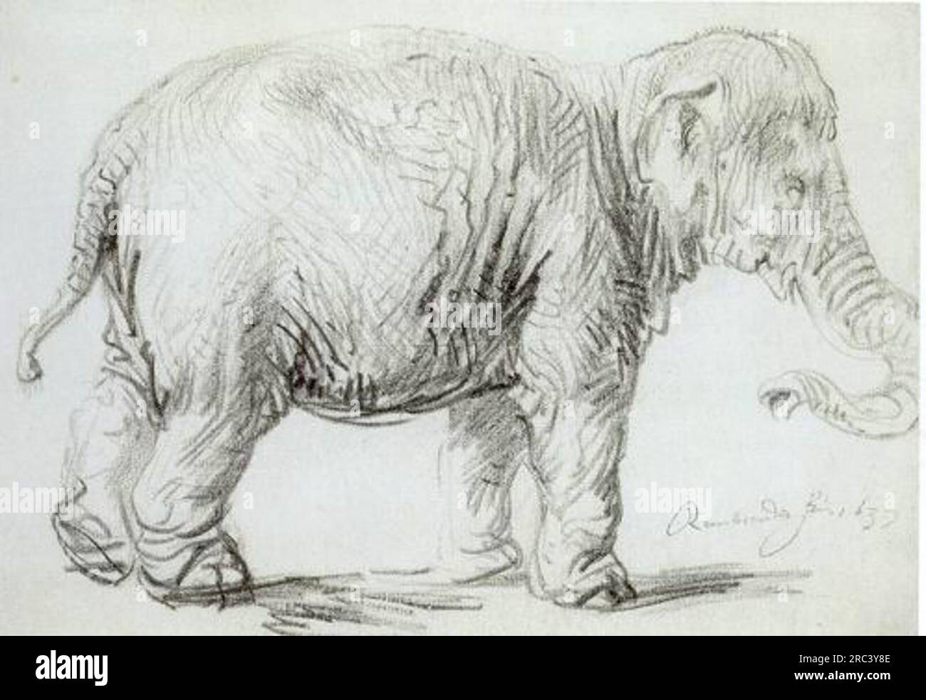 Hansken the Elephant 1637 by Rembrandt Stock Photo - Alamy
