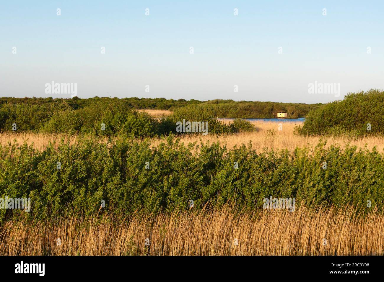 Rietkraag met waterplas in achtergrond; Reedbed with lake in background ...