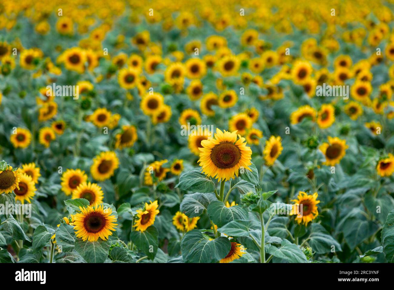 Large farm fields are sown with sunflowers. Expressive rural landscape ...