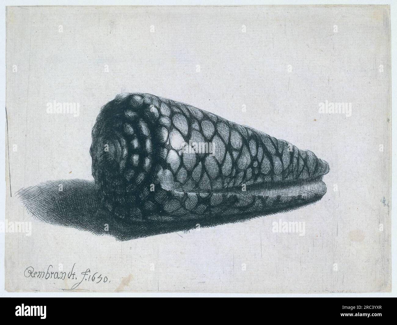 The Shell (Conus marmoreus) 1650 by Rembrandt Stock Photo - Alamy