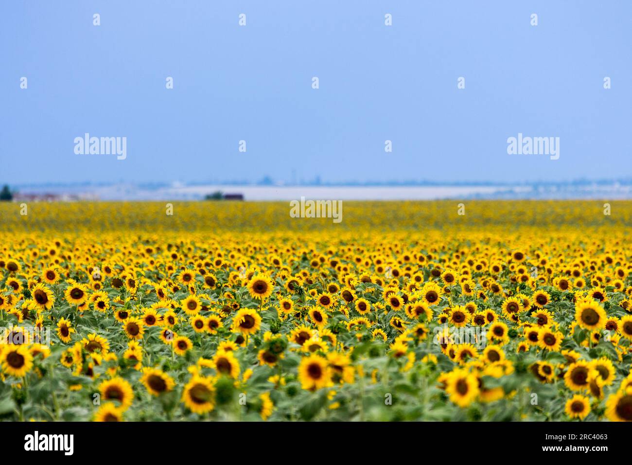 Large farm fields are sown with sunflowers. Expressive rural landscape ...