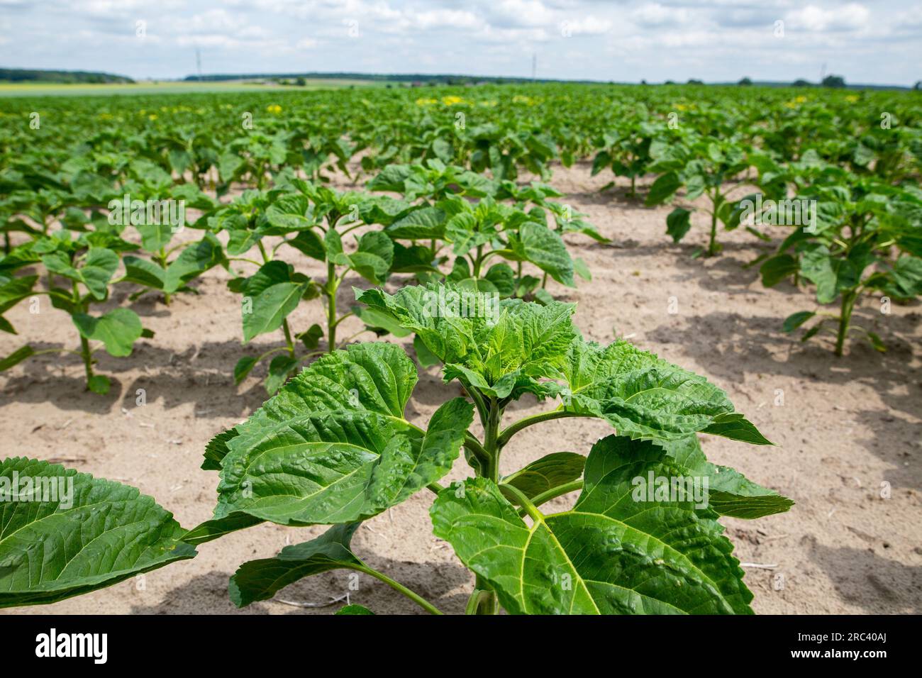 Large farm fields are sown with sunflowers. The crop germinated well ...