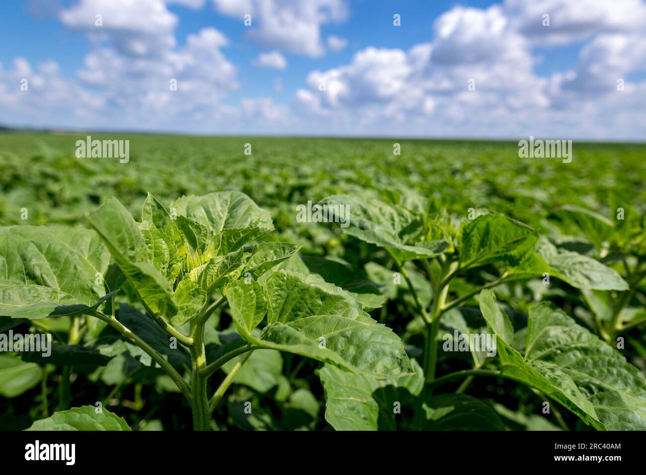 Large farm fields are sown with sunflowers. The crop grows well after ...