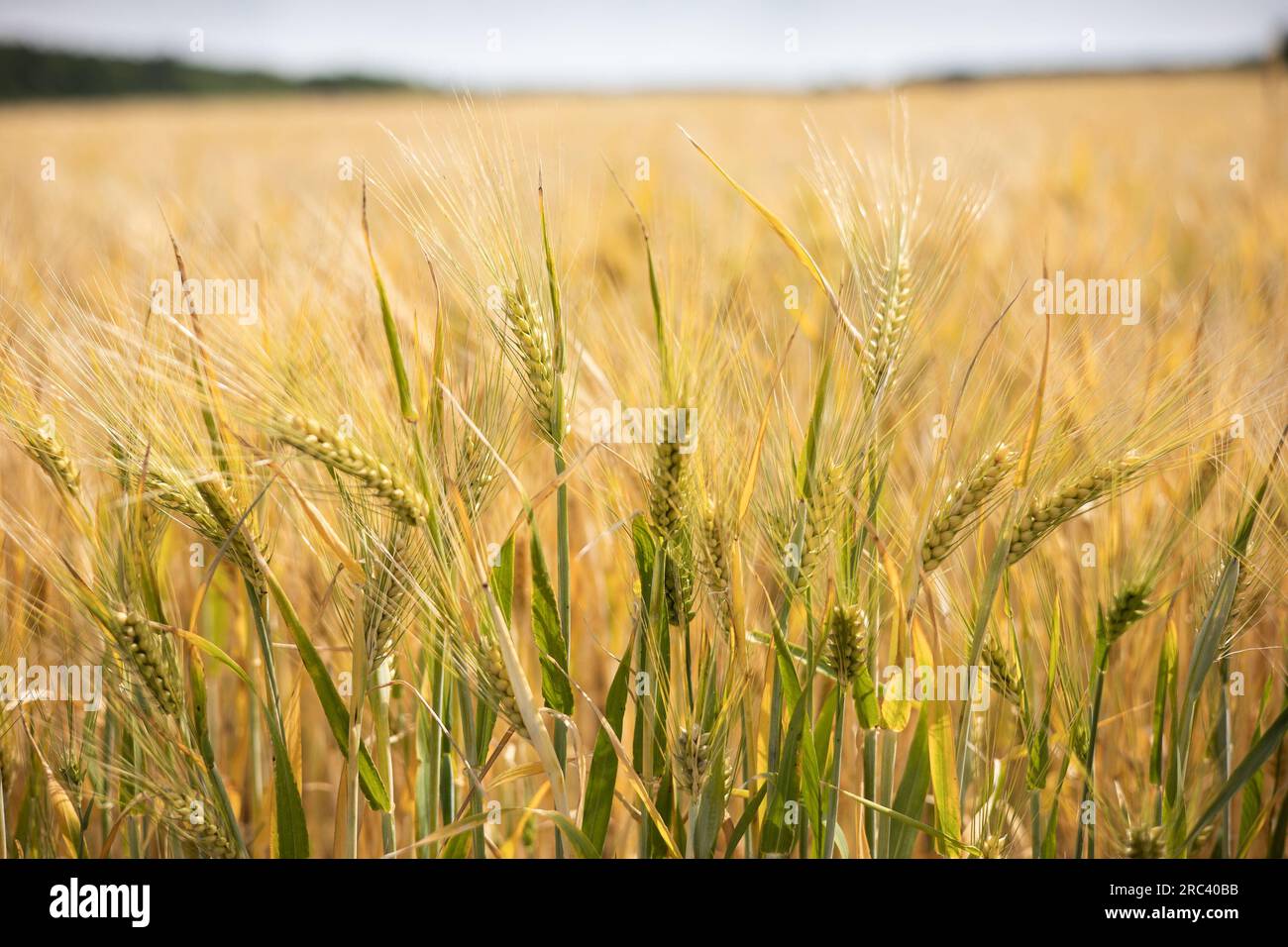 A fields of ripe barley or rye, ready for harvest. Typical summertime ...