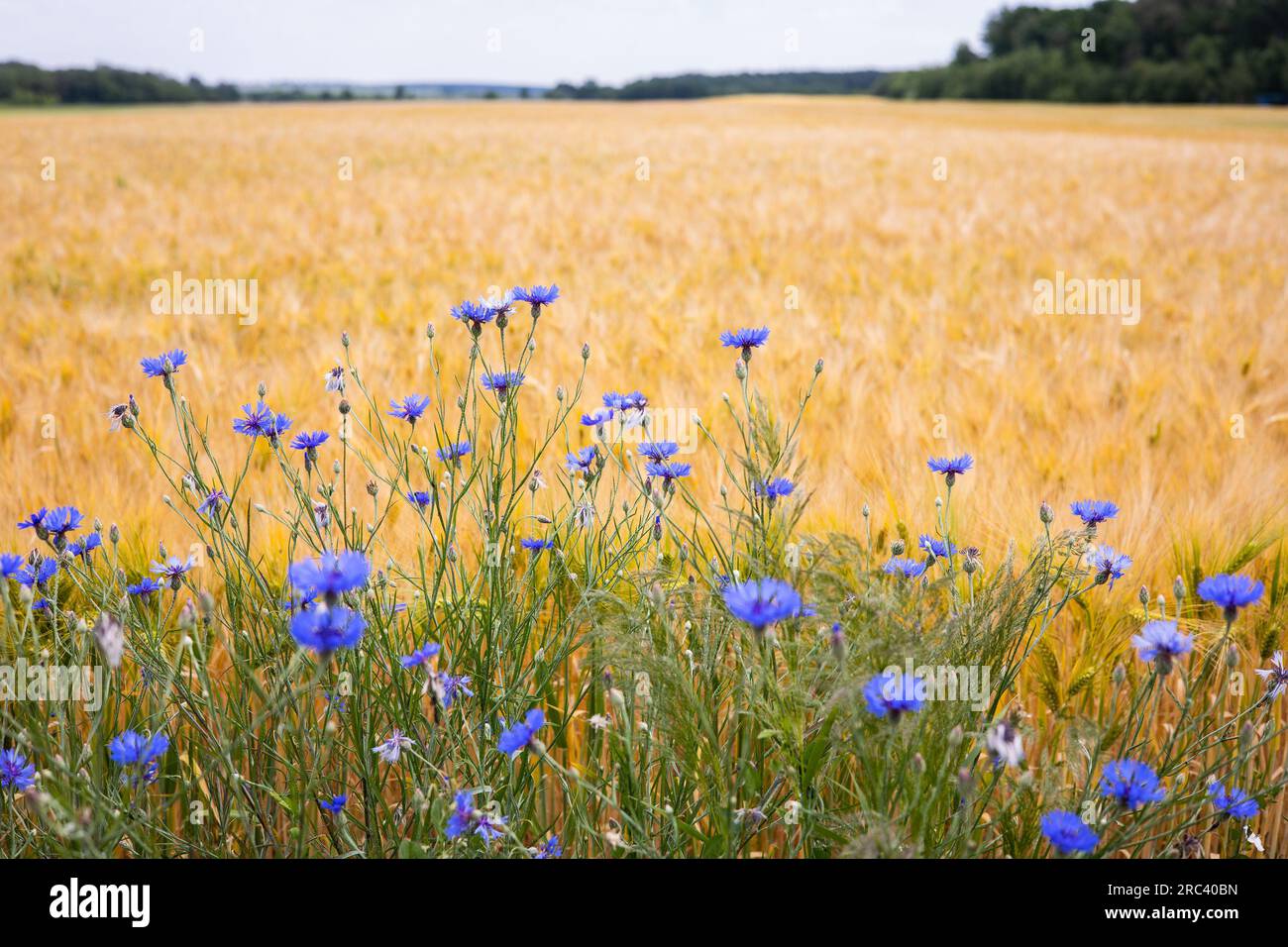 A fields of ripe barley or rye, ready for harvest. Typical summertime ...