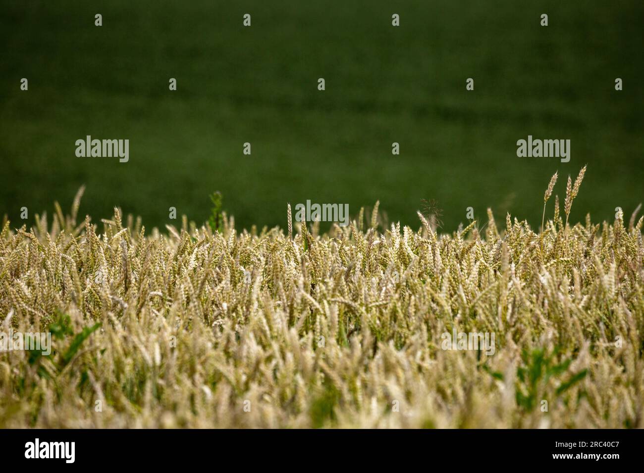 A fields of ripe wheat, ready for harvest. Typical summertime landscape ...