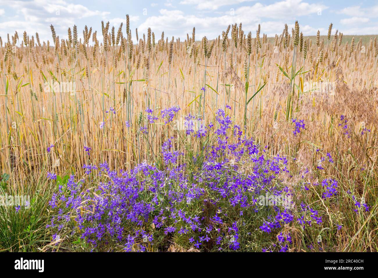 A fields of ripe wheat, ready for harvest. Typical summertime landscape ...