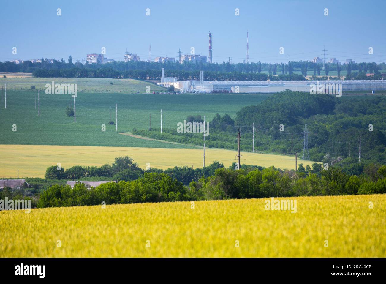 A fields of ripe wheat, ready for harvest. Typical summertime landscape ...