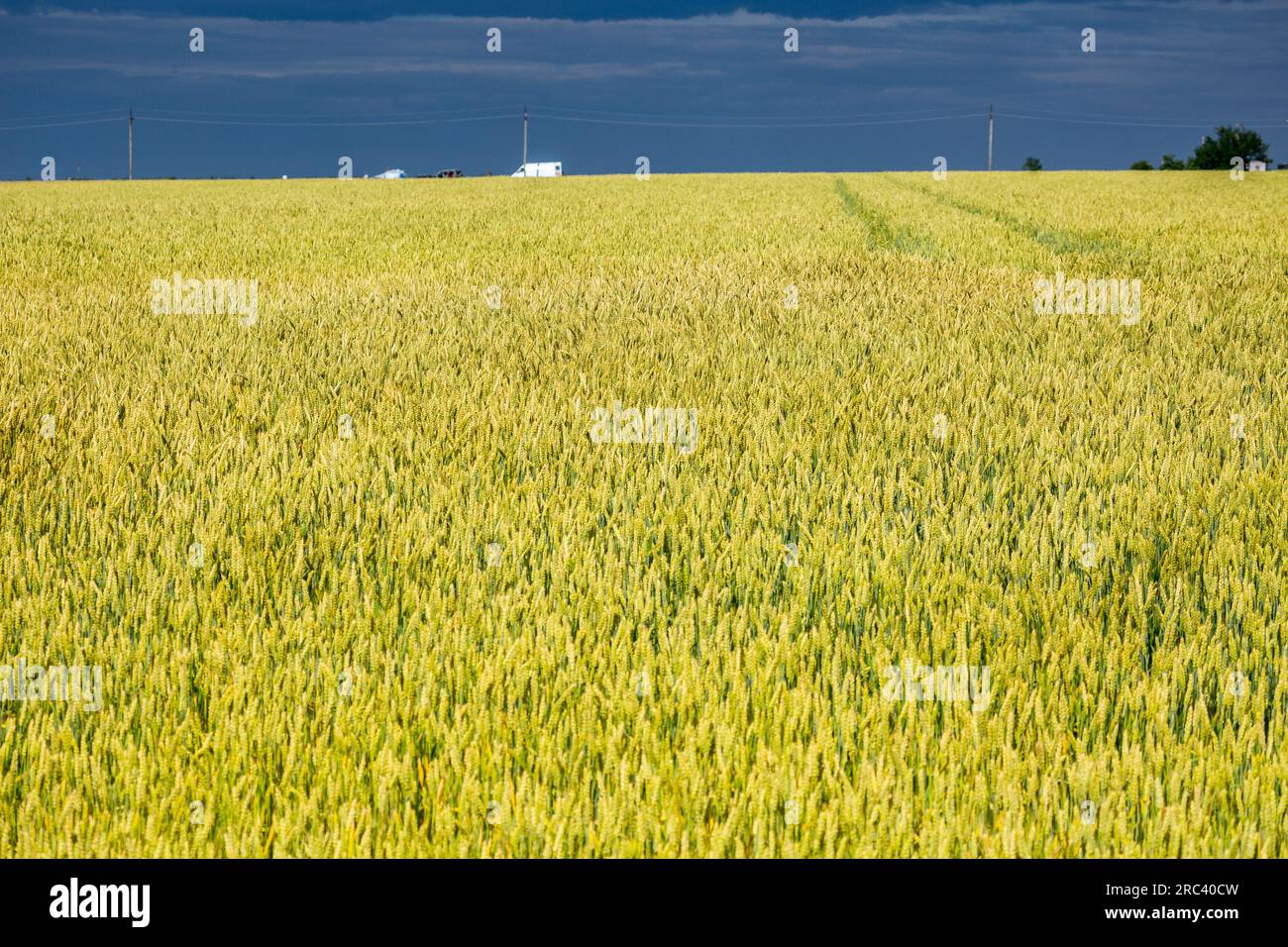 A fields of ripe wheat, ready for harvest. Typical summertime landscape ...