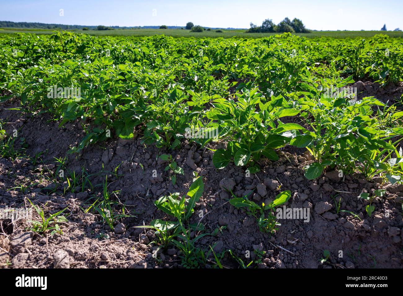 Farm fields on the slopes of the hills are planted with potatoes. The ...
