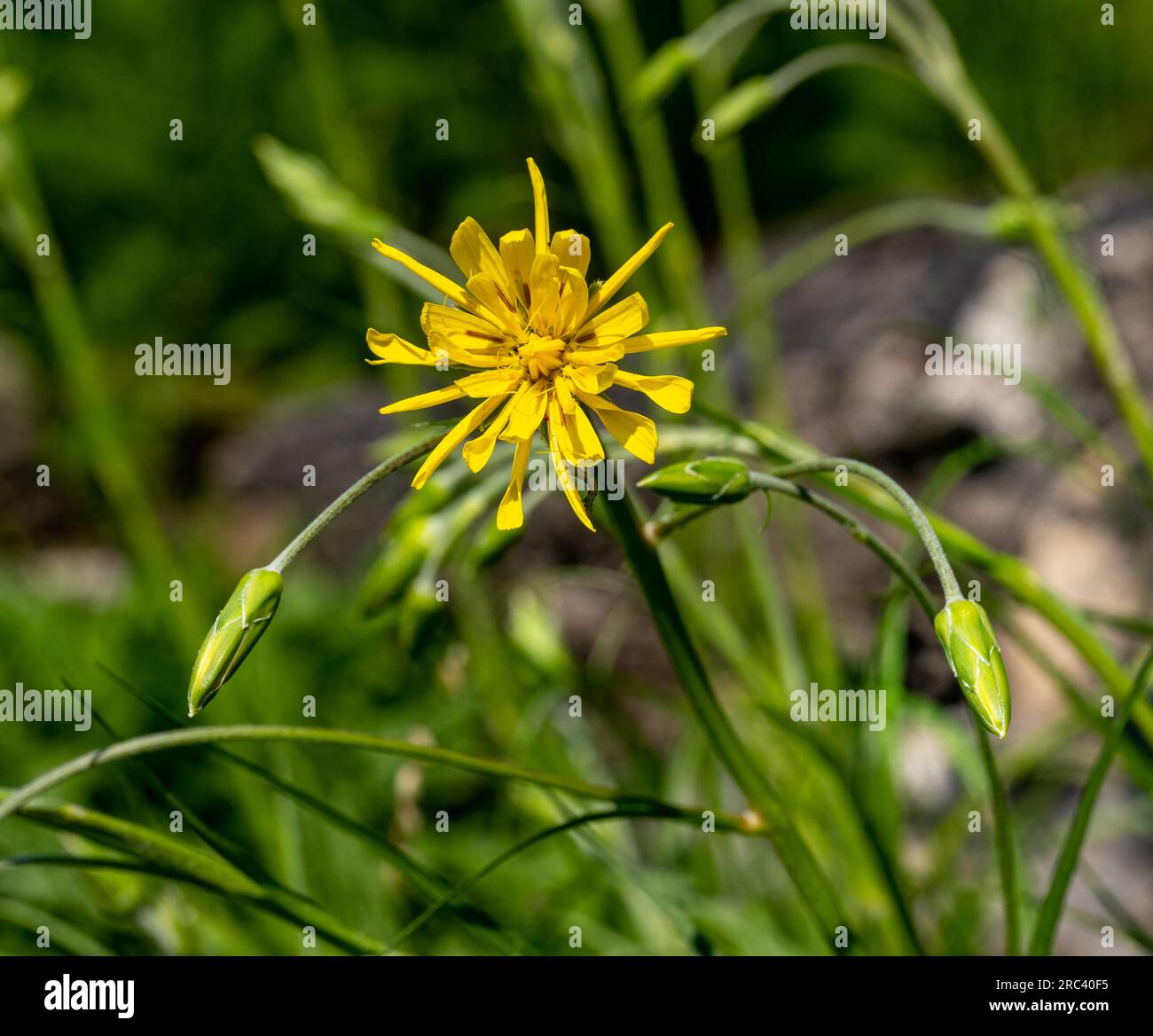 Vipergrass seed parachutes detail (Podospermum laciniatum or Scorzonera ...