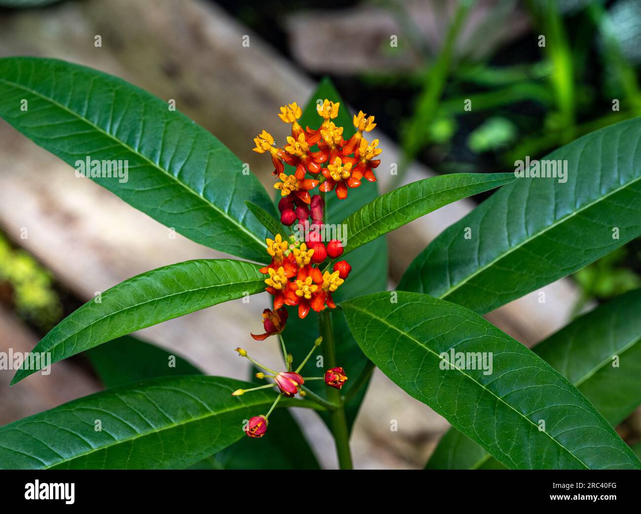 Bloodflower (aka Silkweed, Indian Root) (Asclepias curassavica Stock ...