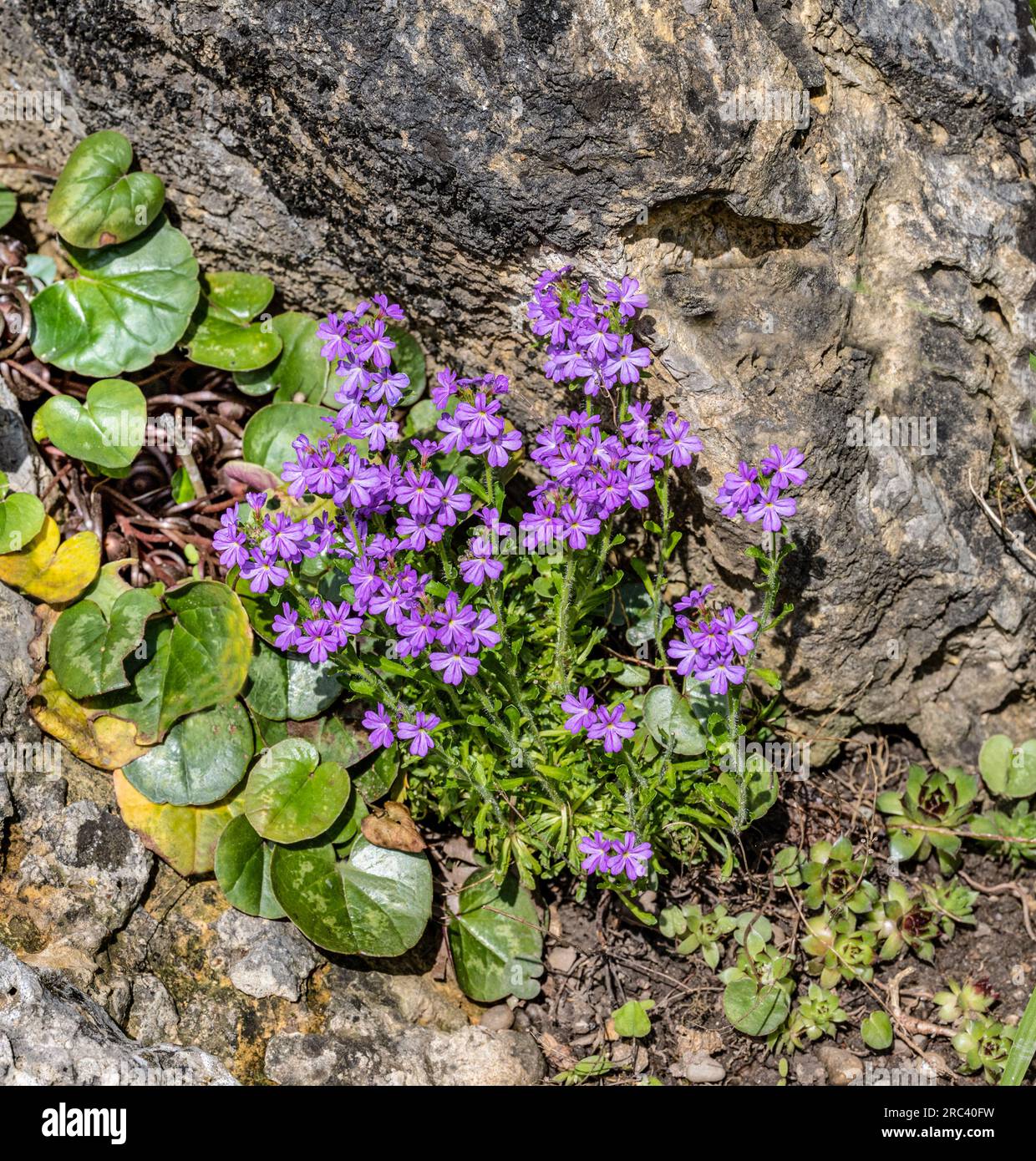 Fairy foxglove erinus alpinus between rocks hi-res stock photography ...