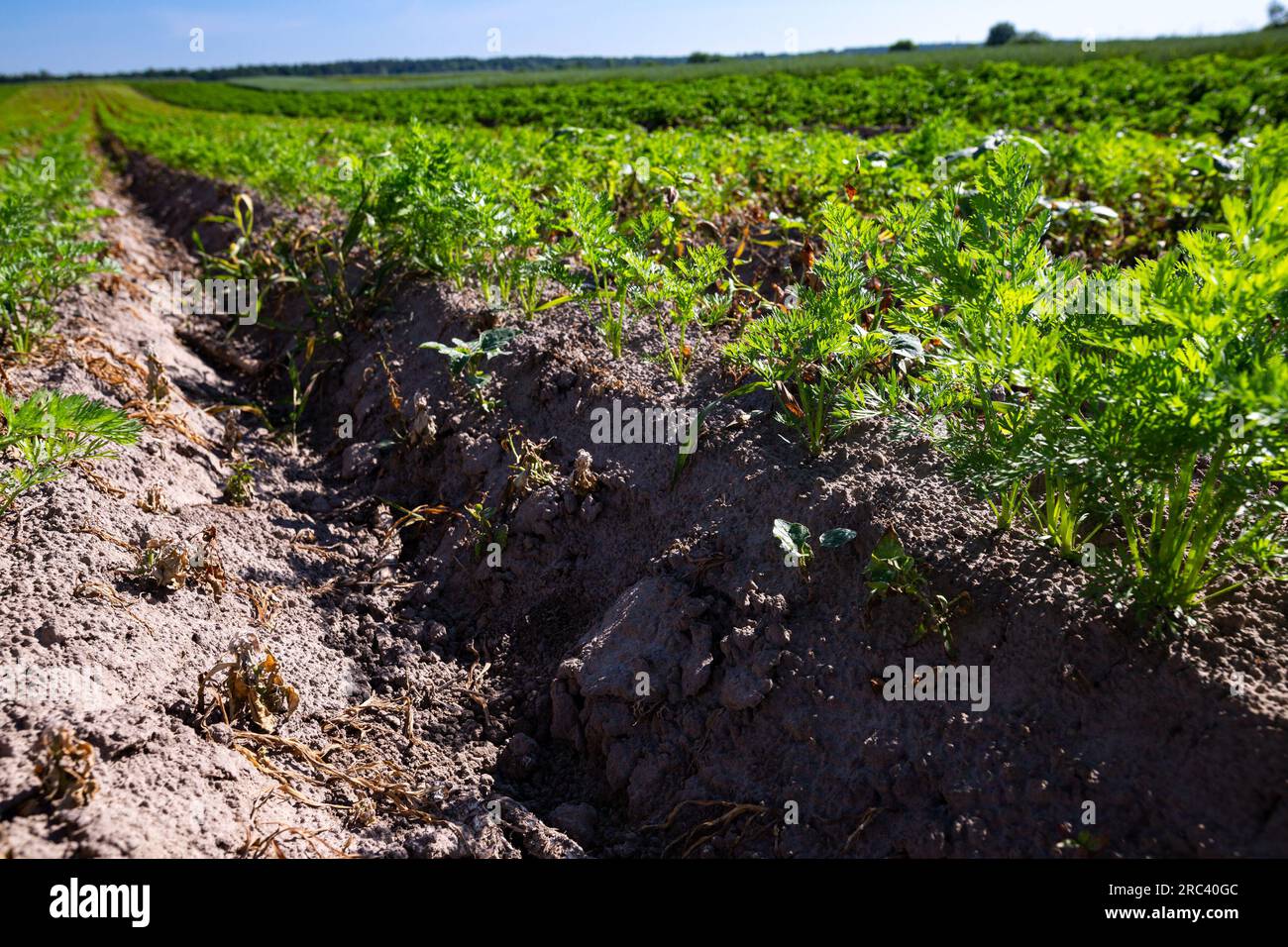 Farm fields on the slopes of the hills are planted with carrots. The ...