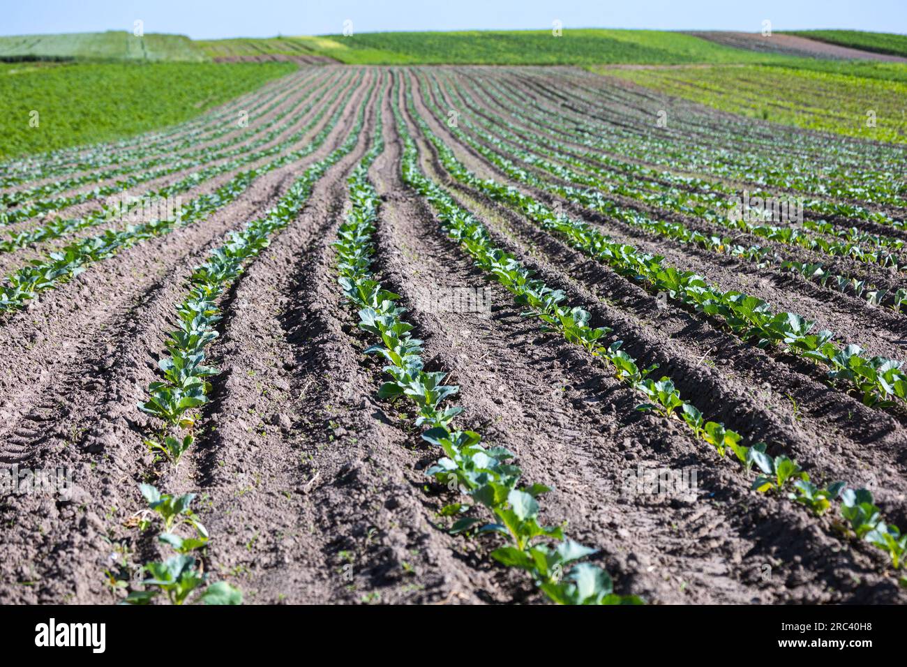 Farm fields on the slopes of the hills are planted with white cabbage ...