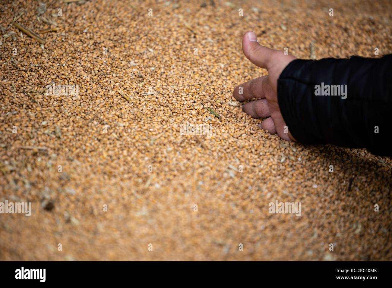 a farmer's hand picks grains in a heap of wheat grains drying at mill ...