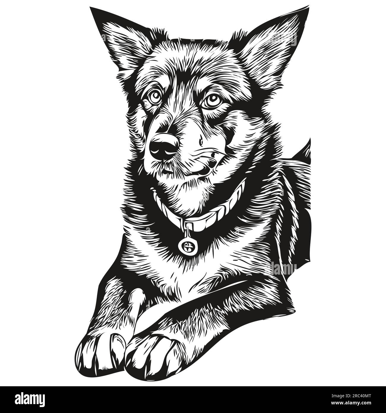 Beauceron dog Stock Vector Images - Alamy