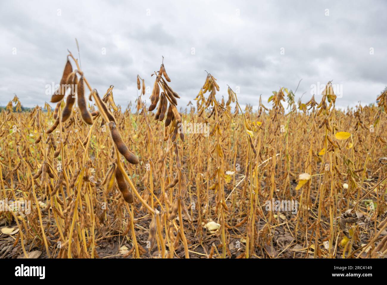 A farm field sown with soybeans. The culture is almost ripe, pods are ...