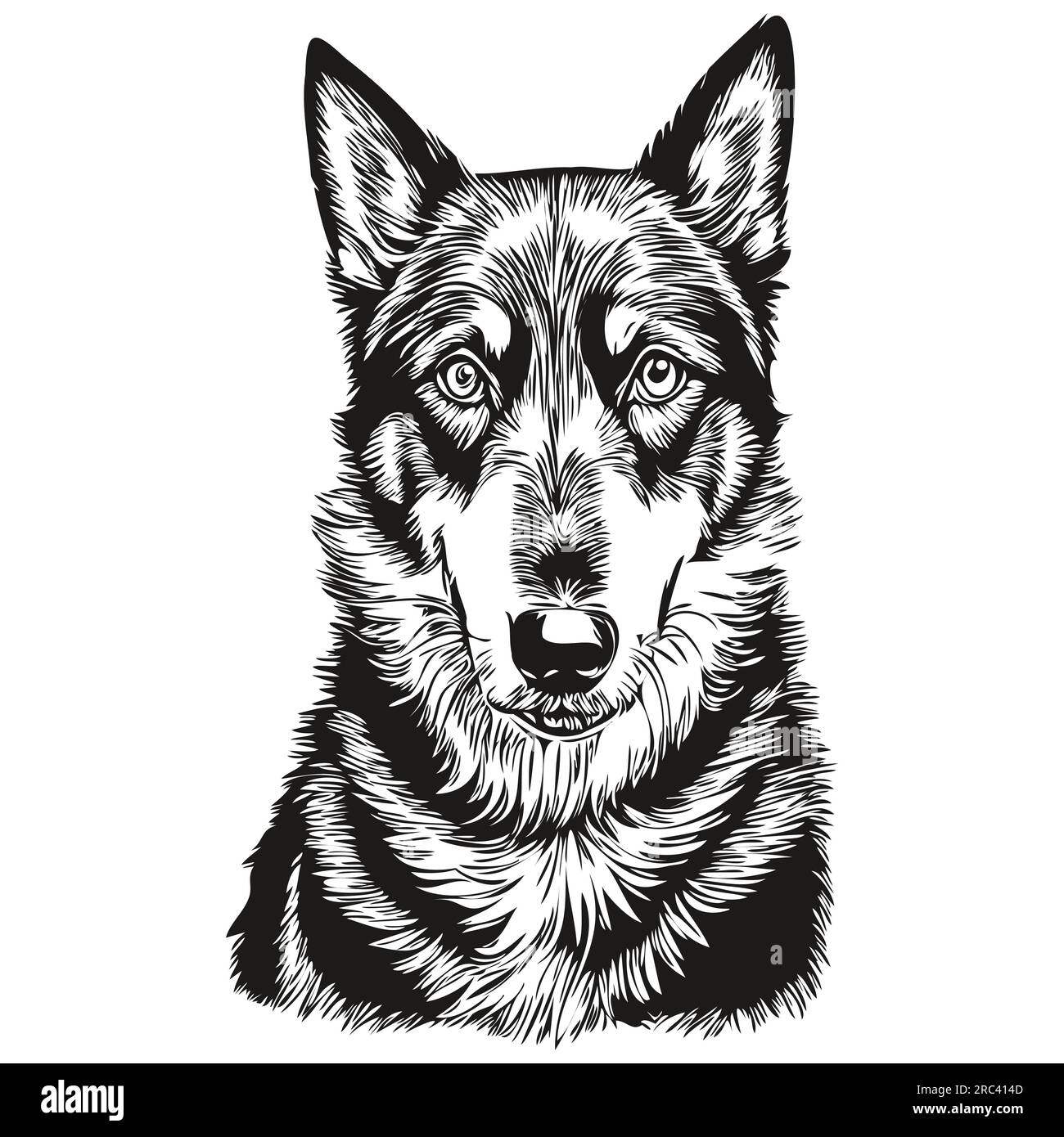 Beauceron dog hi-res stock photography and images - Alamy